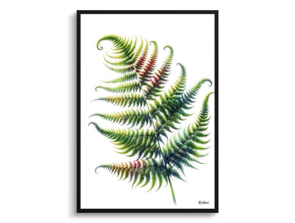 Sensitive Fern (Onoclea) Watercolour Painting Style Art Print ...