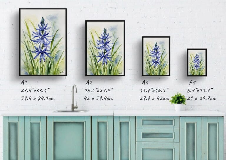 Wild Hyacinths (Camassia Leichtlinii) Watercolour Botanical Art Print ...
